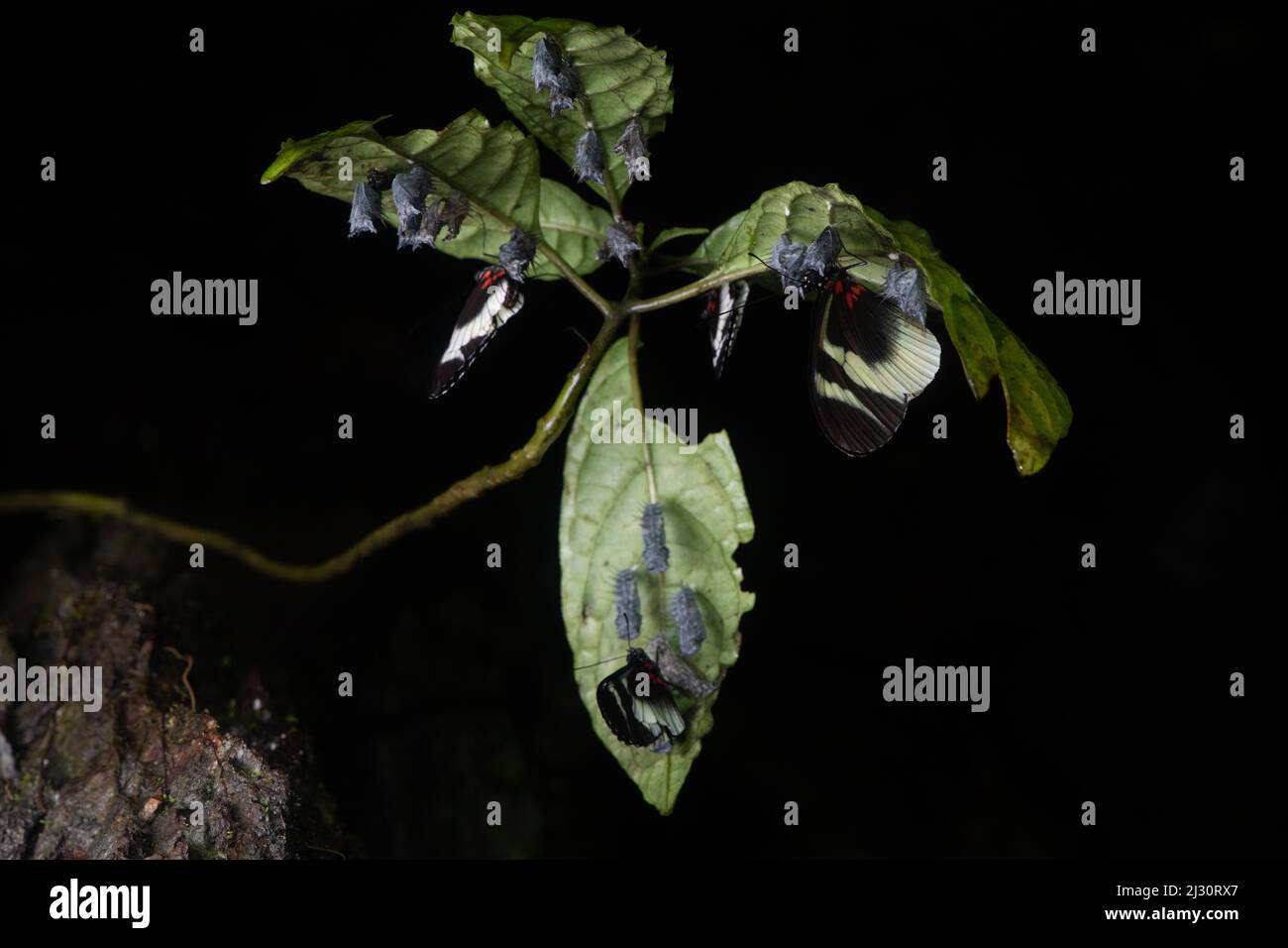 Doris Longwing butterflies (Heliconius doris) recently emerged from ...