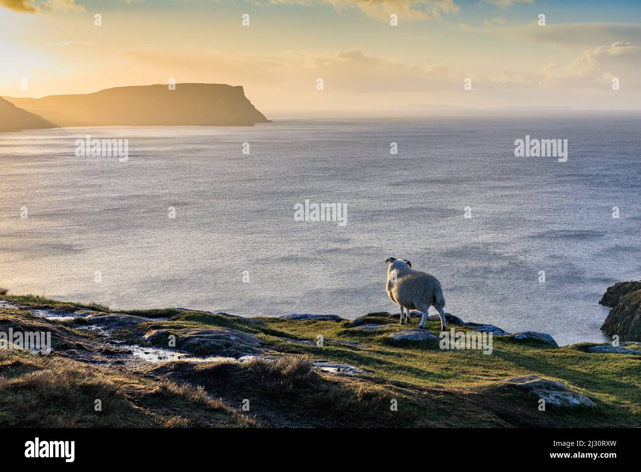 Sheep at sunset at Neist Point, most westerly point, Isle of Skye ...