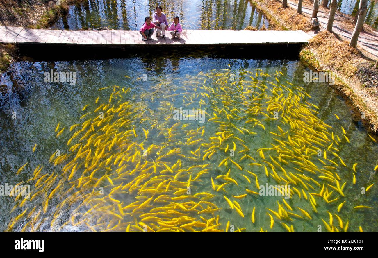 ZHANGYE, CHINA - APRIL 4, 2022 - Tourists view golden trout and rainbow ...