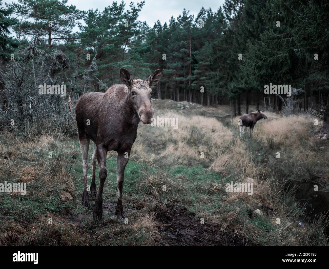 Two elk cows stand in the forest in Sweden Stock Photo - Alamy