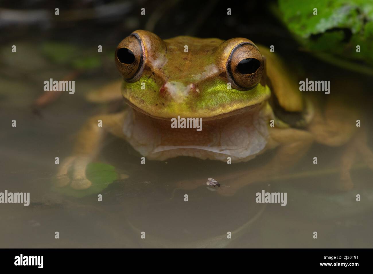 Masked Tree Frog (Smilisca phaeota) in a puddle in El Oro province ...