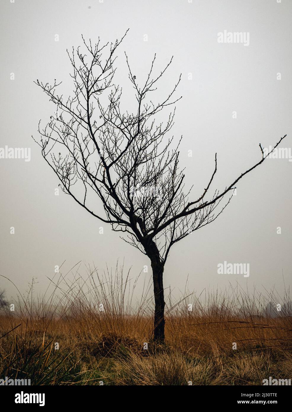 Tree in Fog Stock Photo - Alamy