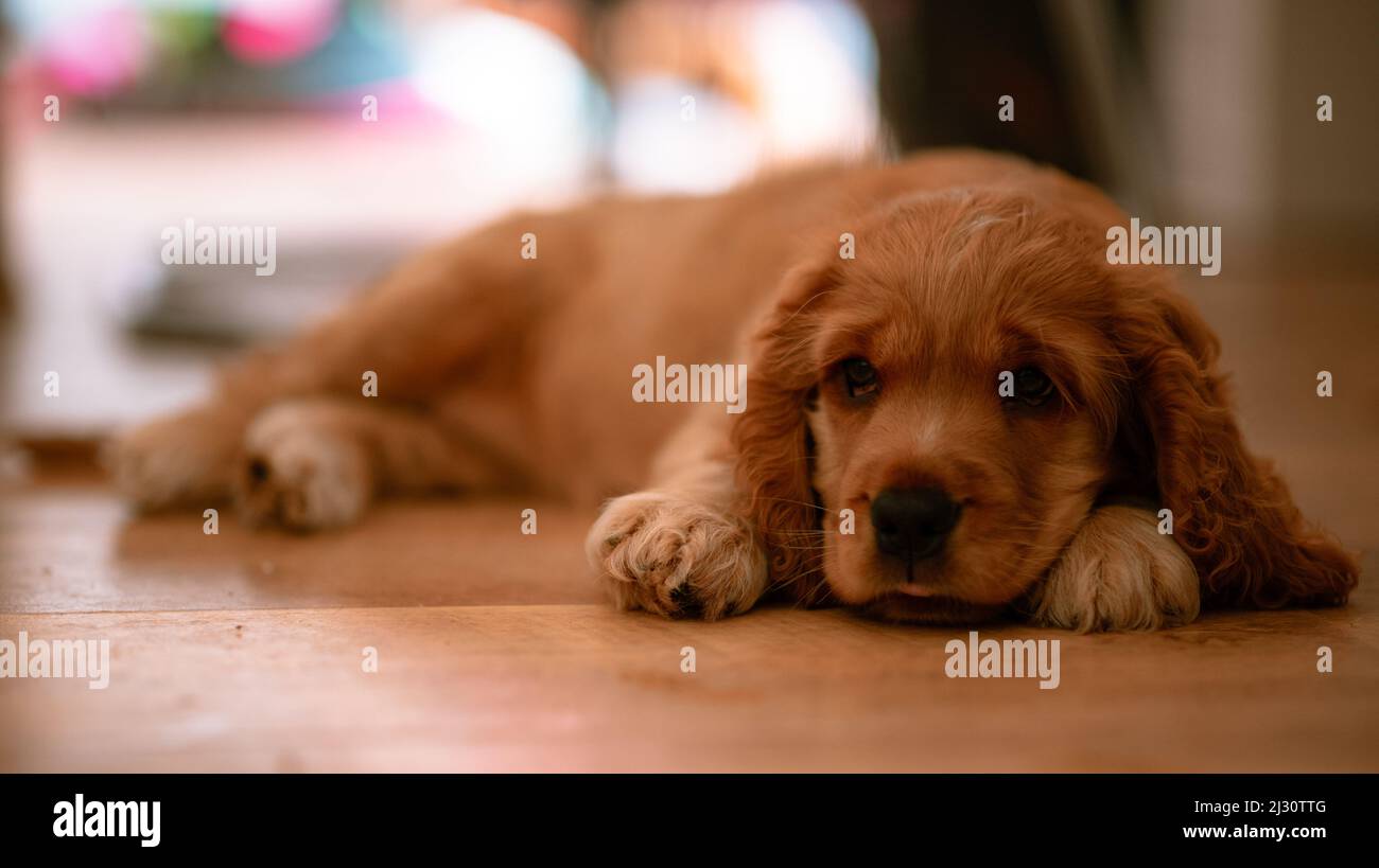 Puppy chilling hi-res stock photography and images - Alamy