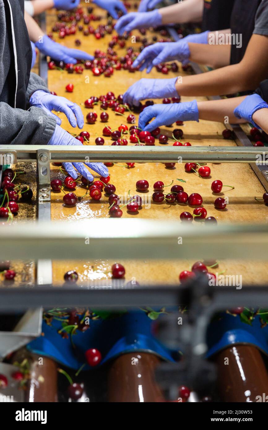 Cherry sorting and selecting in a warehouse Stock Photo - Alamy
