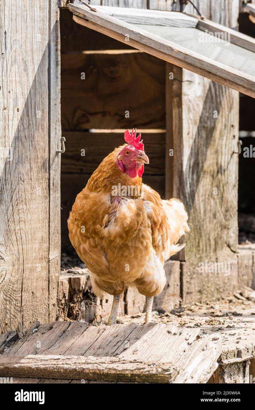 Chicken, farm, Aldein, Radein, South Tyrol, Alto Adige, Italy Stock ...