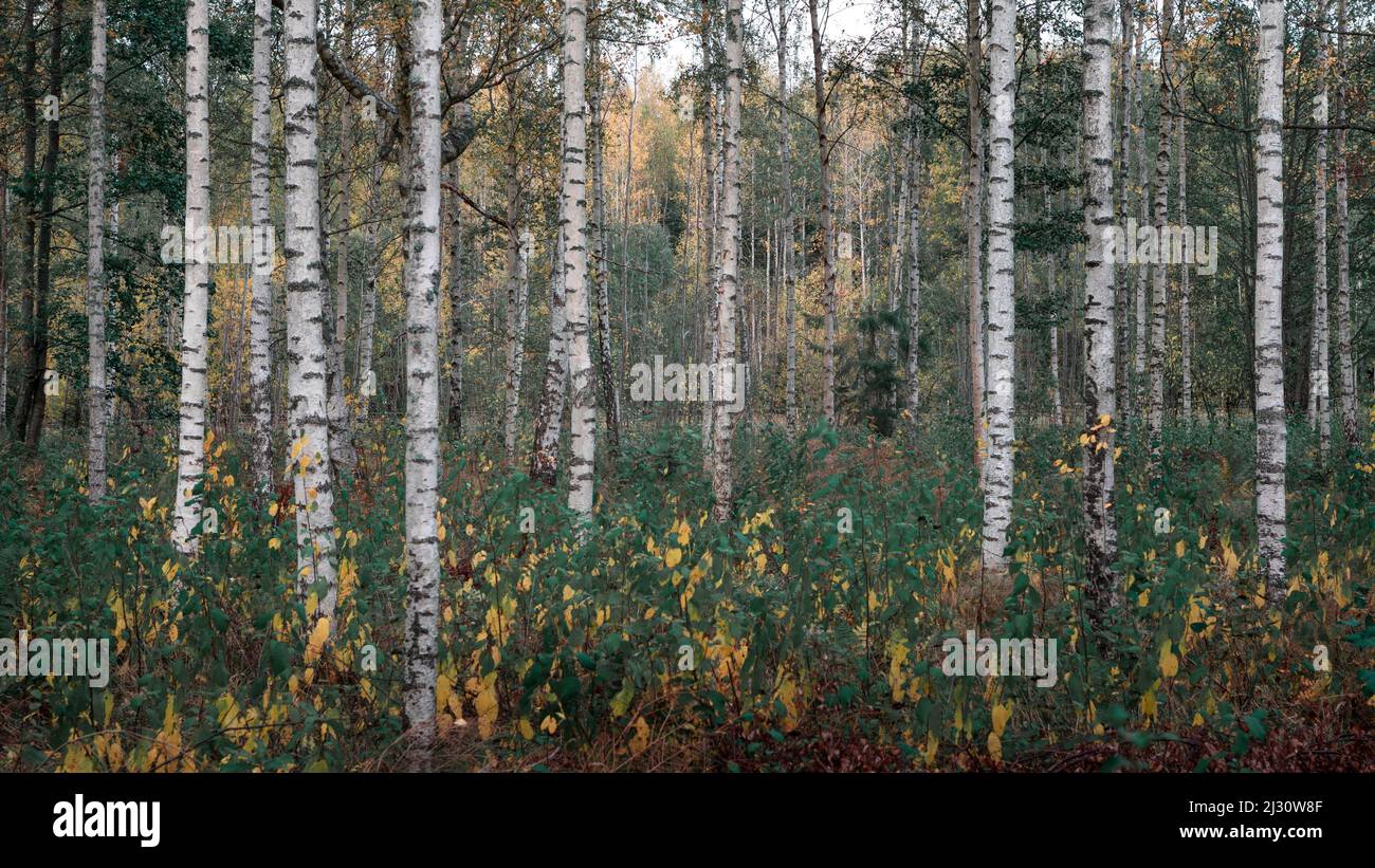 Birch tree forest of Tiveden National Park in Sweden Stock Photo - Alamy