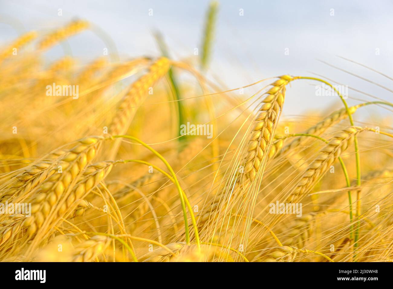 Ripe wheat.Spikelets of ripe wheat . golden wheat ears.Wheat harvest ...