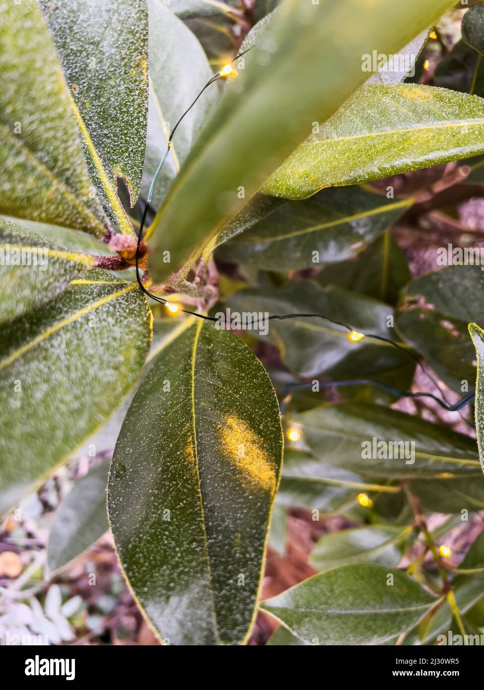 Vertical image close-up of green magnolia leaves with frost and few led ...