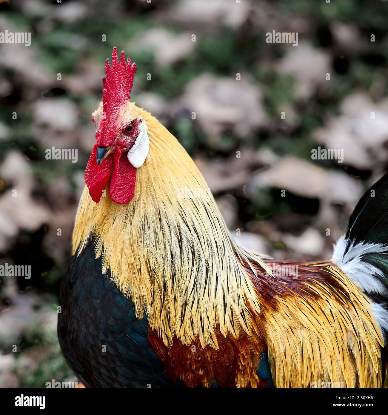 Proud rooster with a steady gaze, Unkel, Rhineland-Palatinate, Germany ...