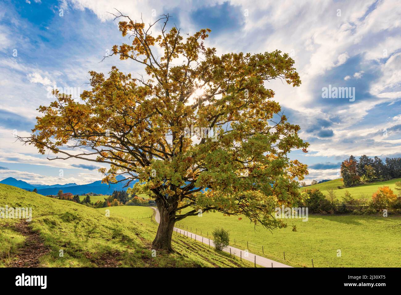 Maple tree, Acer pseudoplataus, Ostallgäu, Bavaria, Germany, Europe ...
