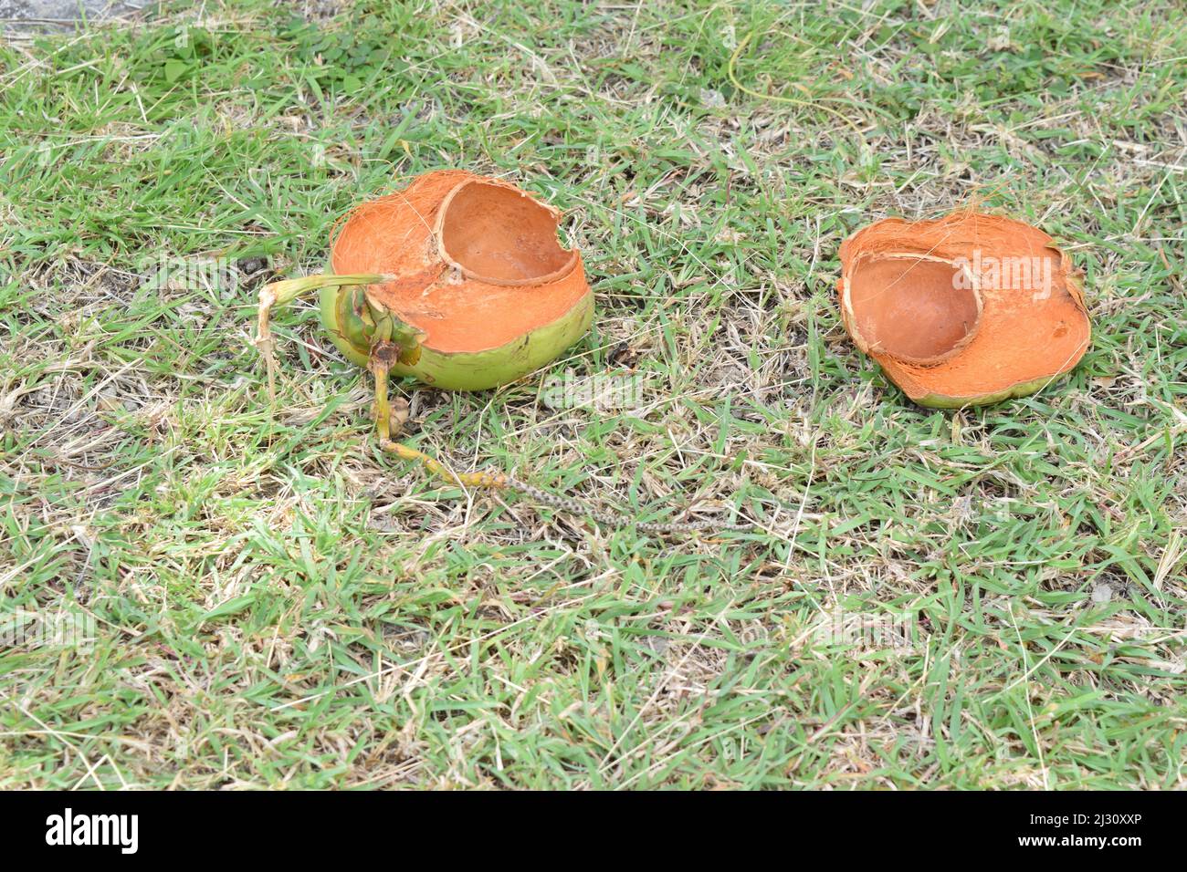 Coconut split in two halves on green grass Stock Photo - Alamy