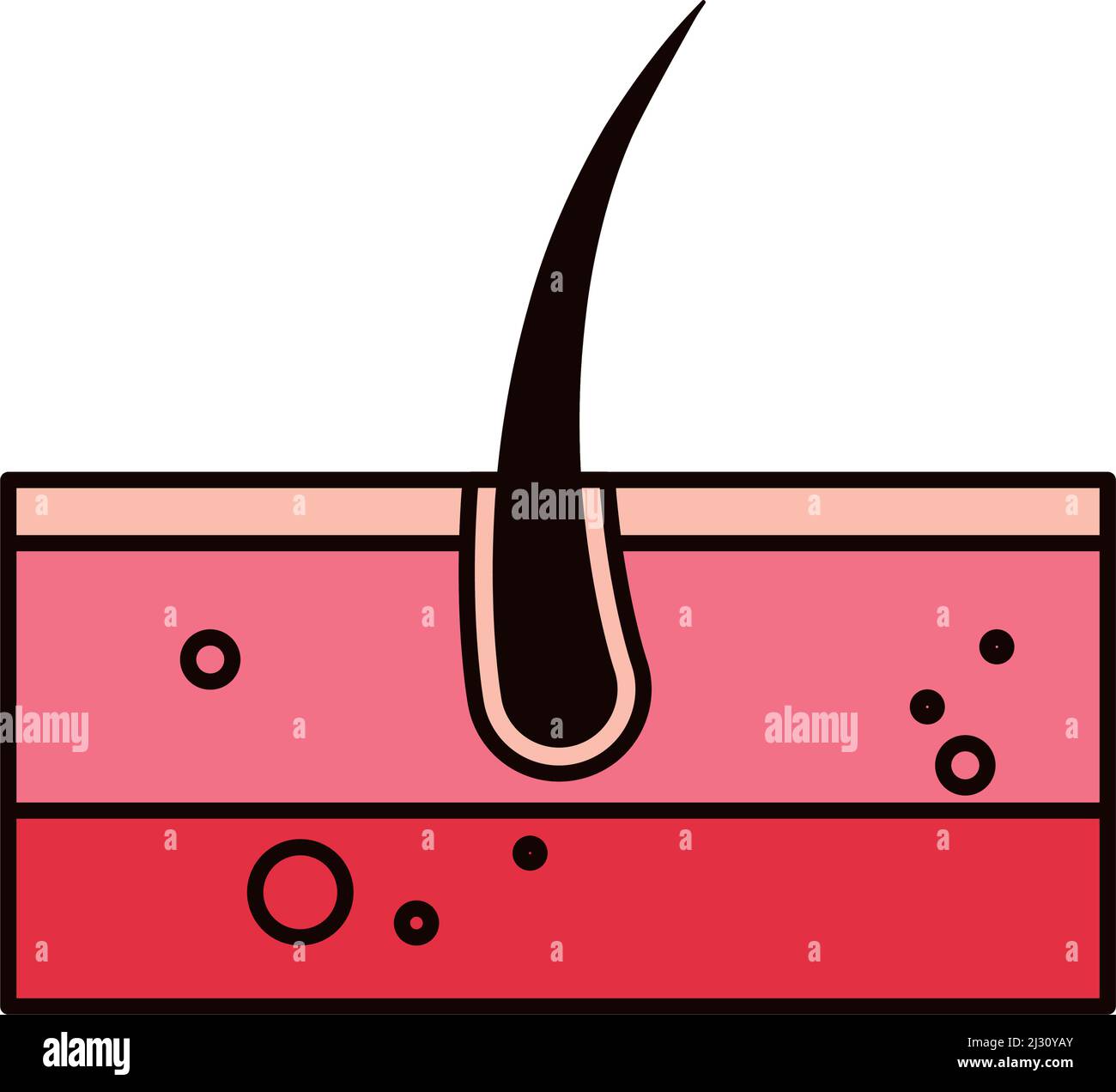 skin organ icon Stock Vector Image & Art - Alamy