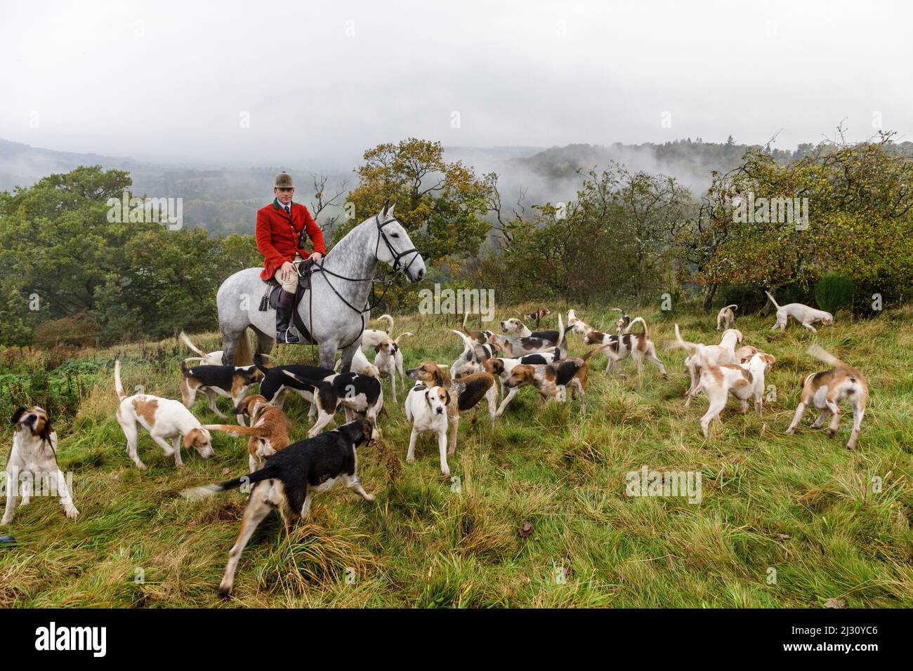 Traditional fox hunt, hunters on horseback, with pack of hunting dogs ...