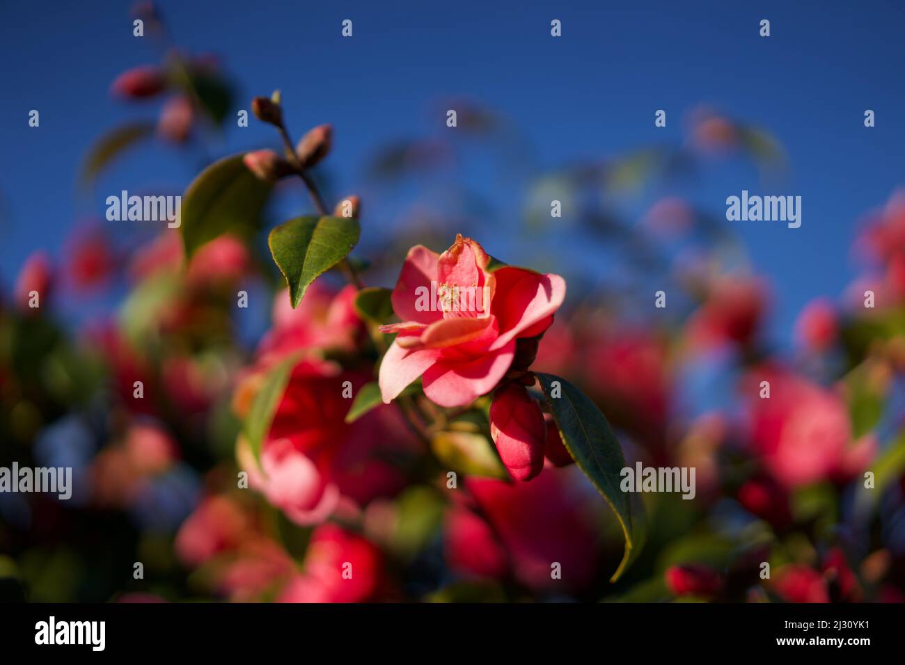 Beautiful pink flowers in New Zealand Stock Photo - Alamy