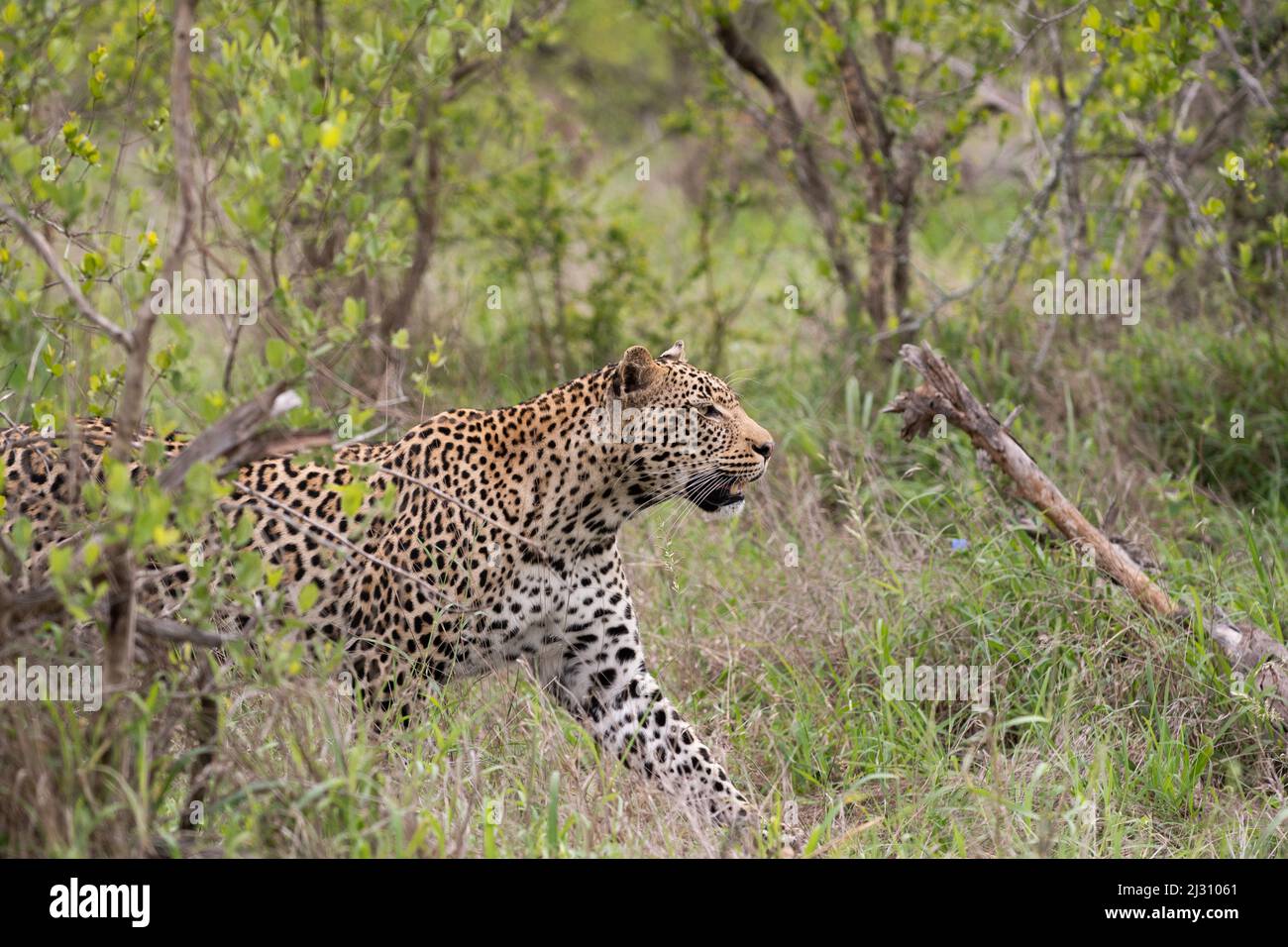 Male African leopard in the bush in Sabi Sands Game Reserve, South ...