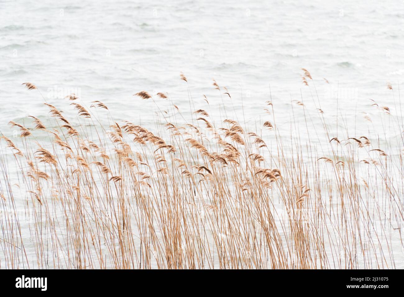 Reeds blowing in wind hi-res stock photography and images - Alamy