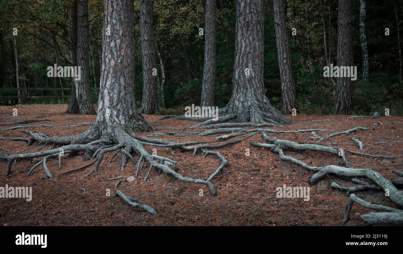 Large superficial roots of trees in the forest of Tiveden National Park ...