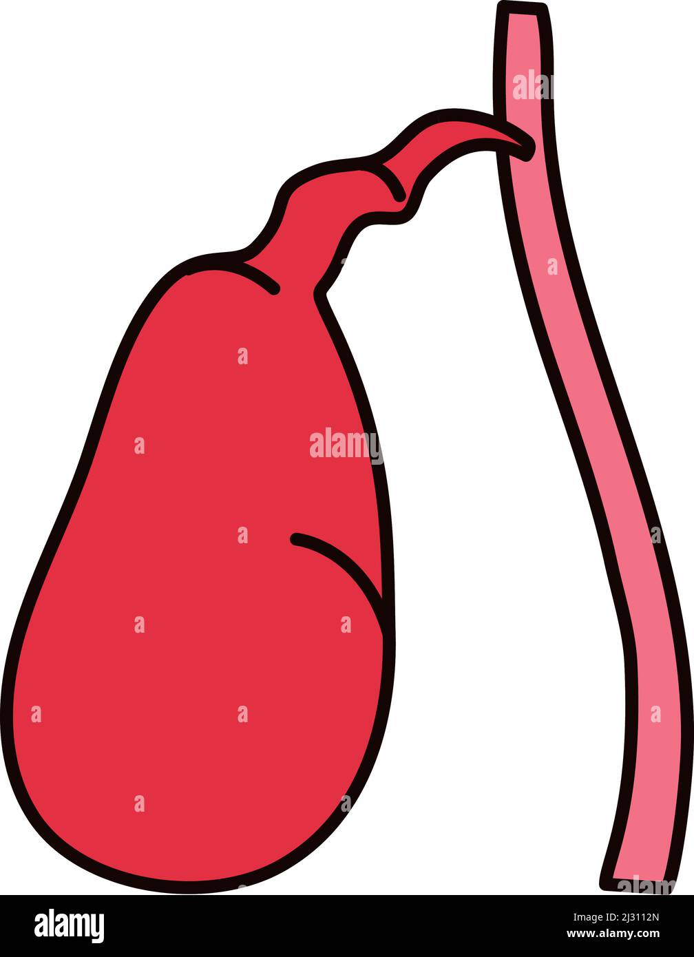 gallbladder organ icon Stock Vector Image & Art - Alamy