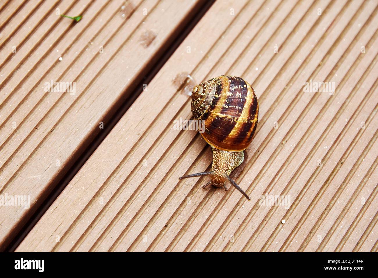 Close up garden snail shell hi-res stock photography and images - Alamy