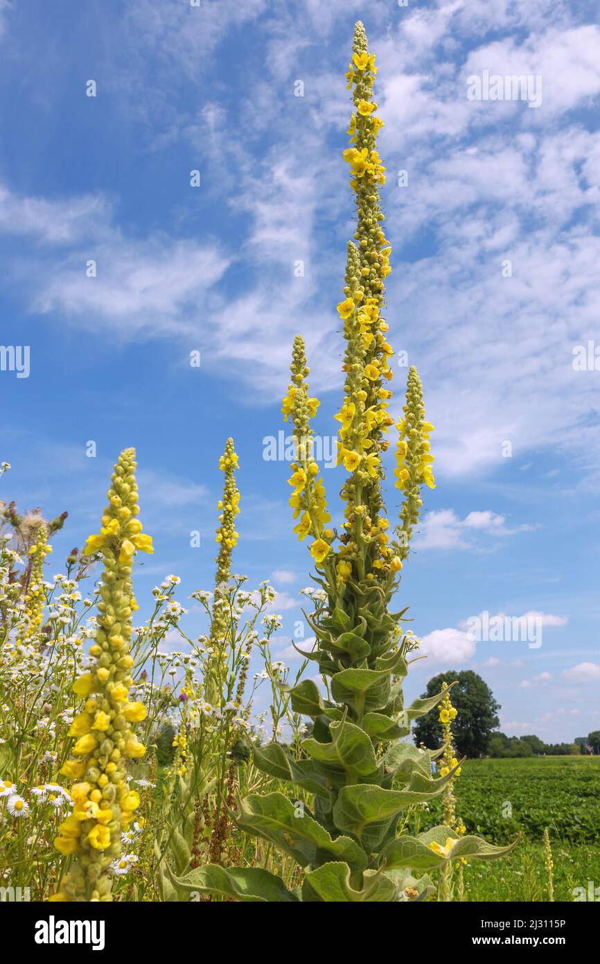 Mullein blooming hi-res stock photography and images - Alamy