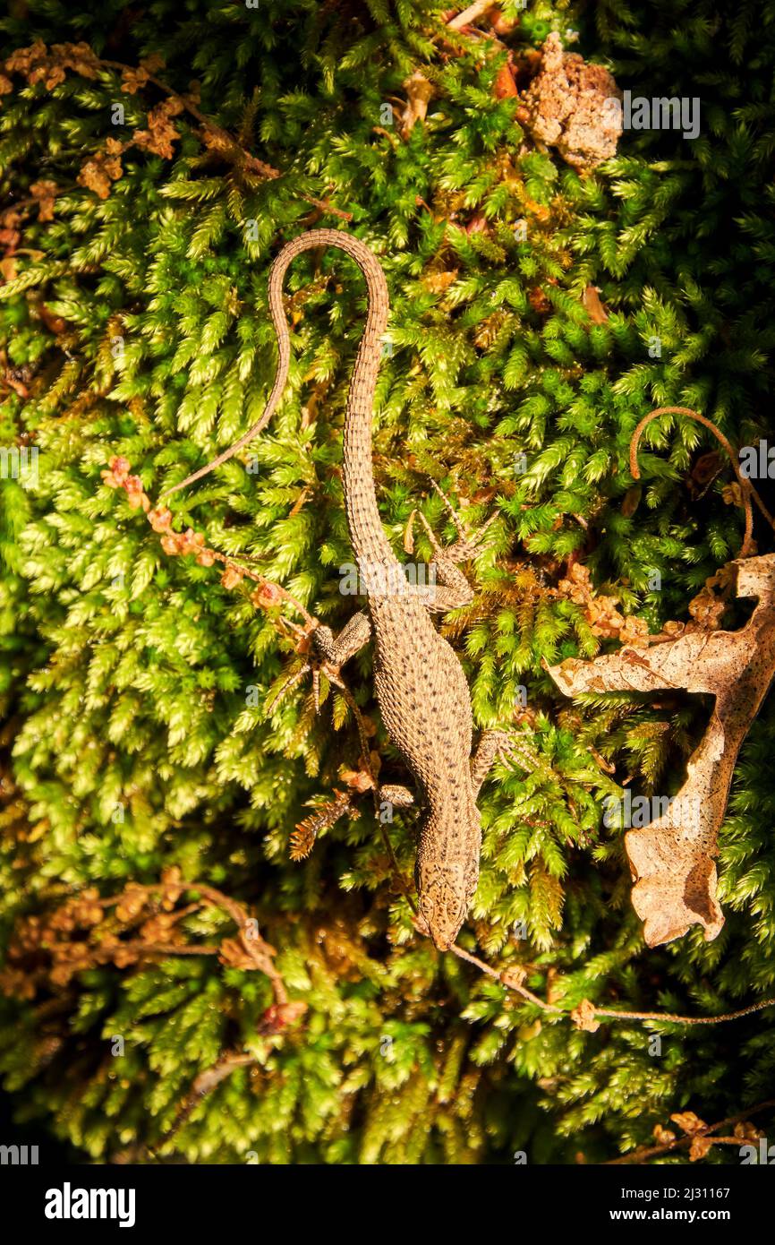 a small lizard crawls in the green moss in the forest. Animals in the ...