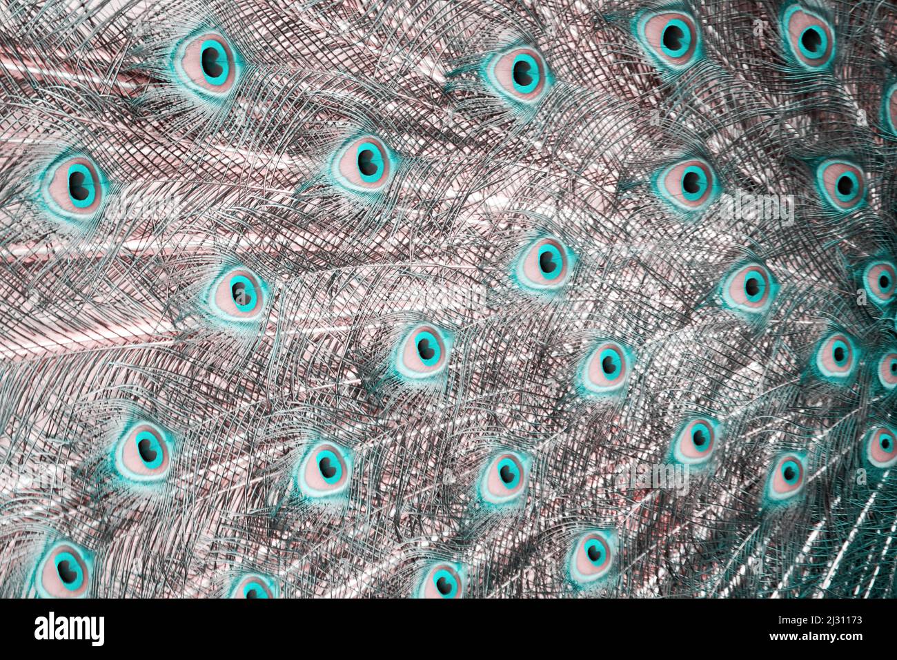Unusual texture of colored peacock. Animals and colors backgrounds ...