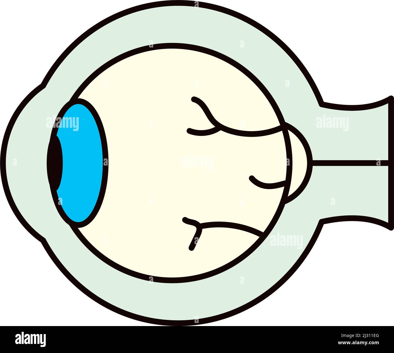 eye organ icon Stock Vector Image & Art - Alamy