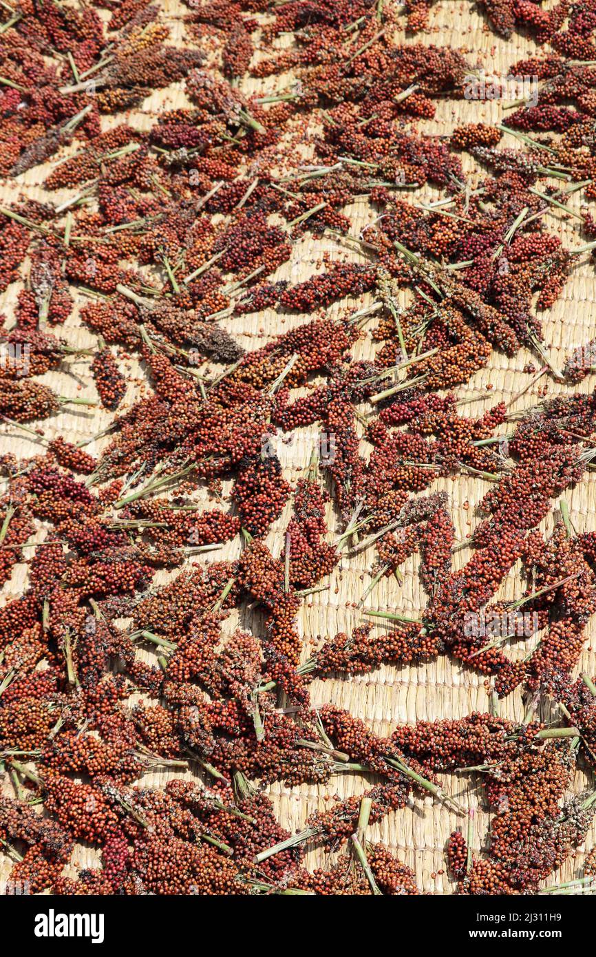 Uganda; Western Region; southwestern part; south of the Bwindi ...