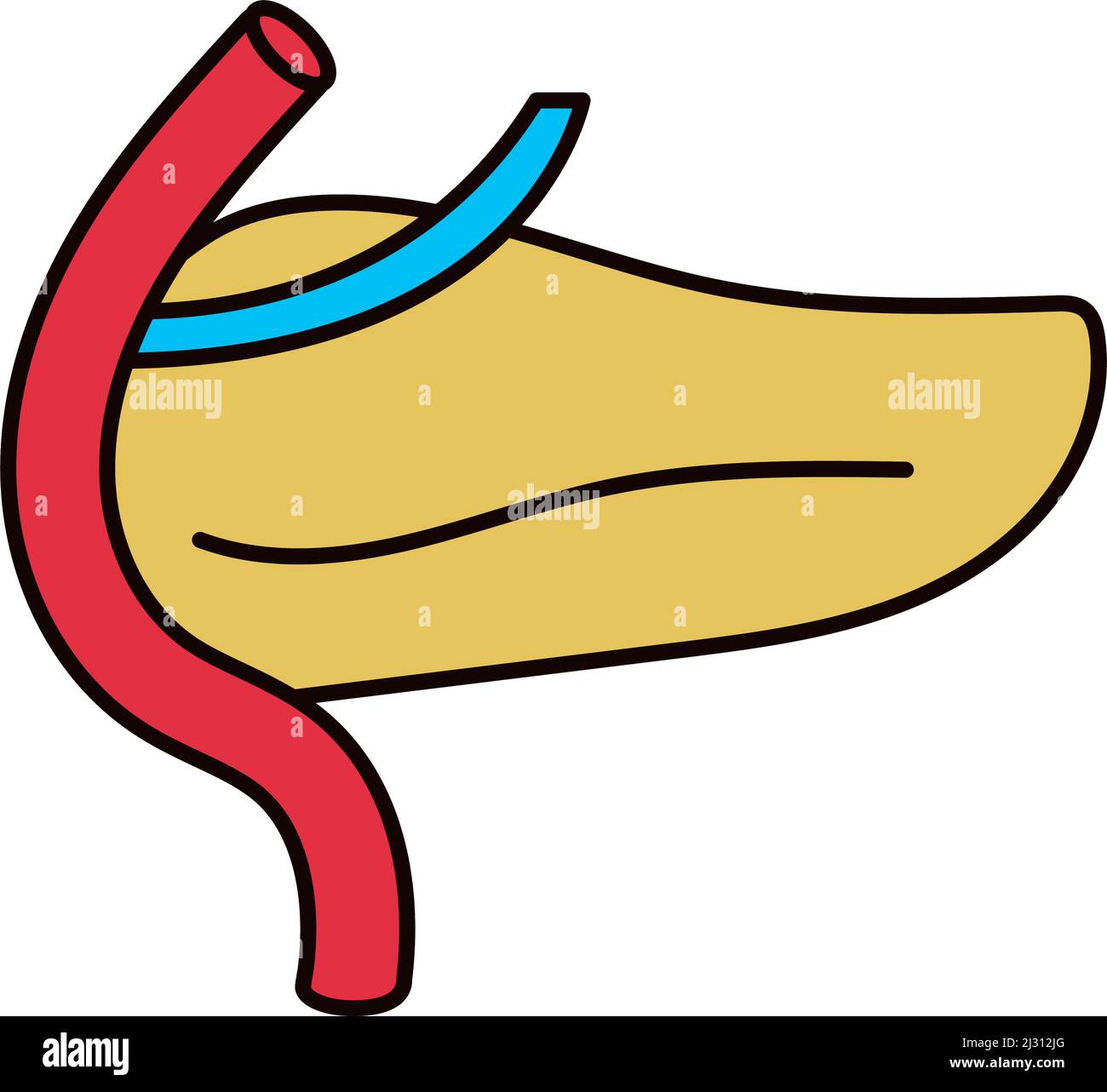 pancreas organ icon Stock Vector Image & Art - Alamy