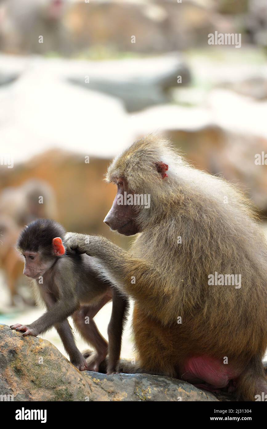 A female Hamadryas baboon, Papio hamadryas, grooming her young Stock ...
