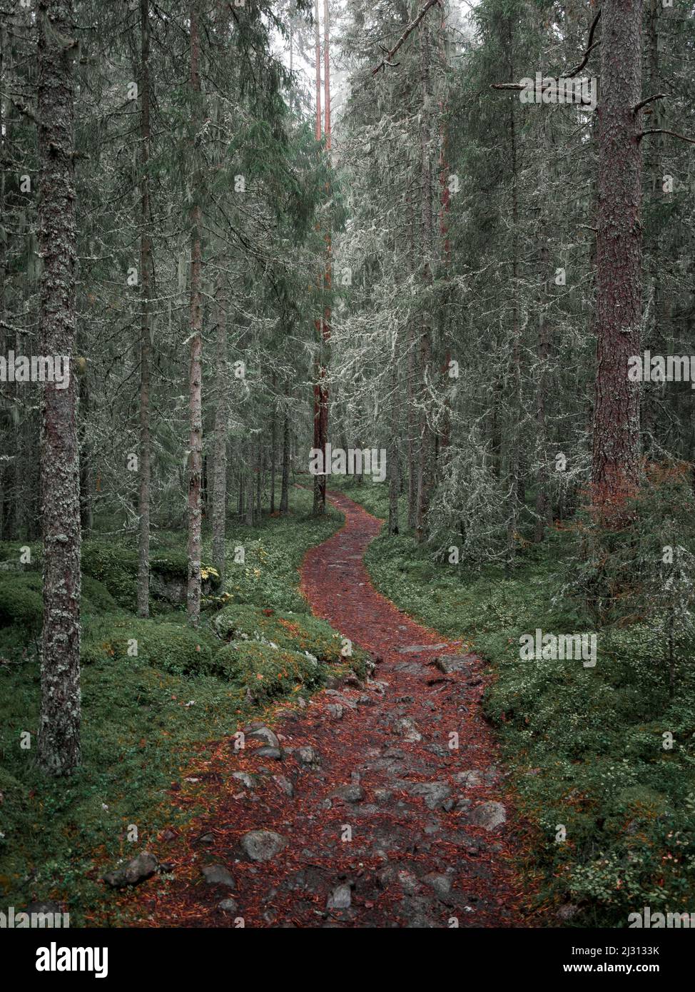 Hiking trail through forest in Skuleskogen National Park in the east of ...