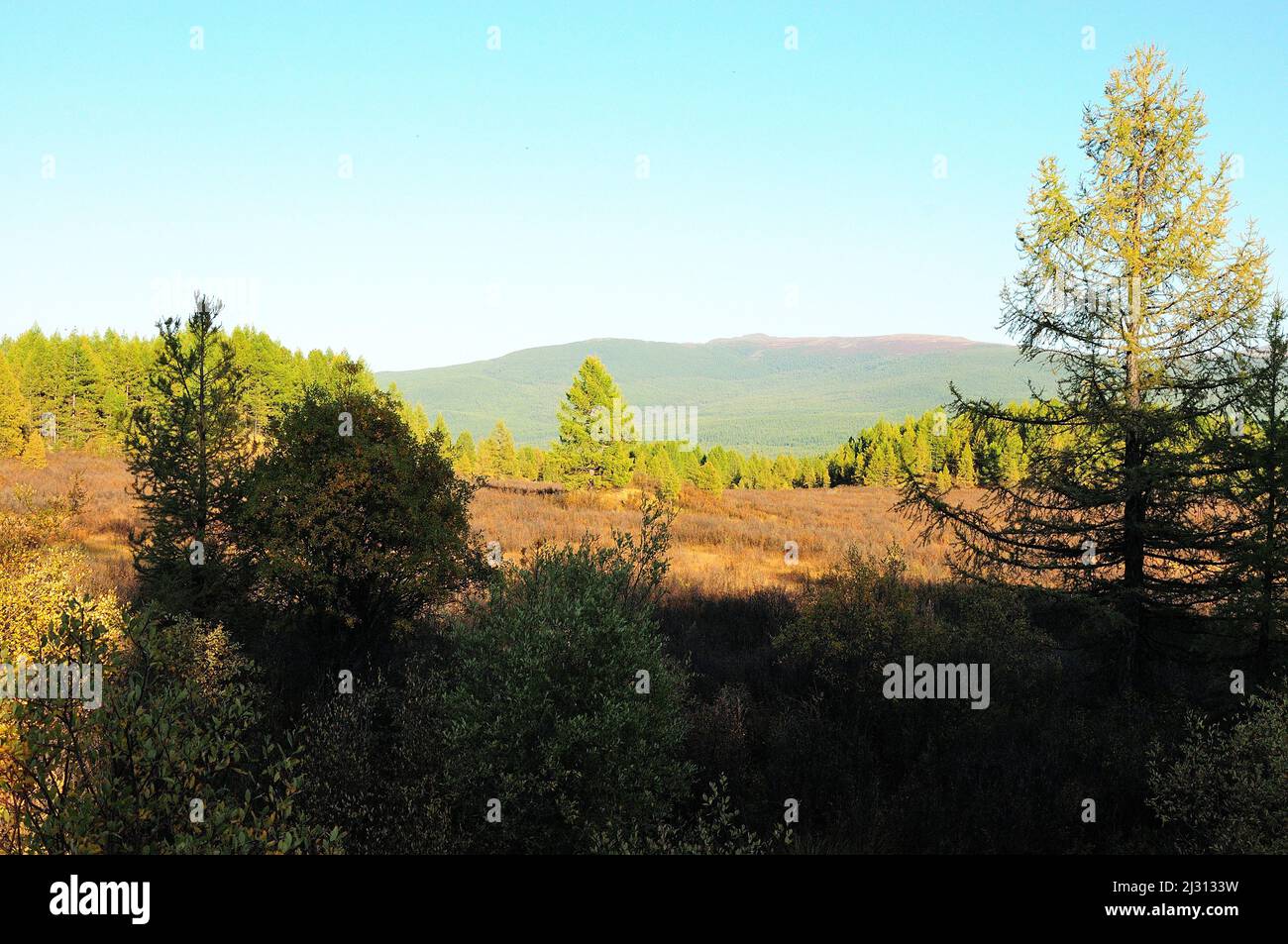 A look through tall pine trees at a hilly valley bathed in sunlight ...
