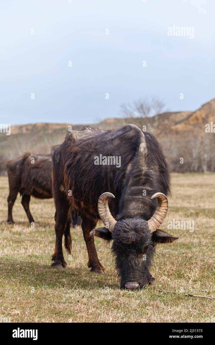 Close up yak in mountainous hi-res stock photography and images - Alamy