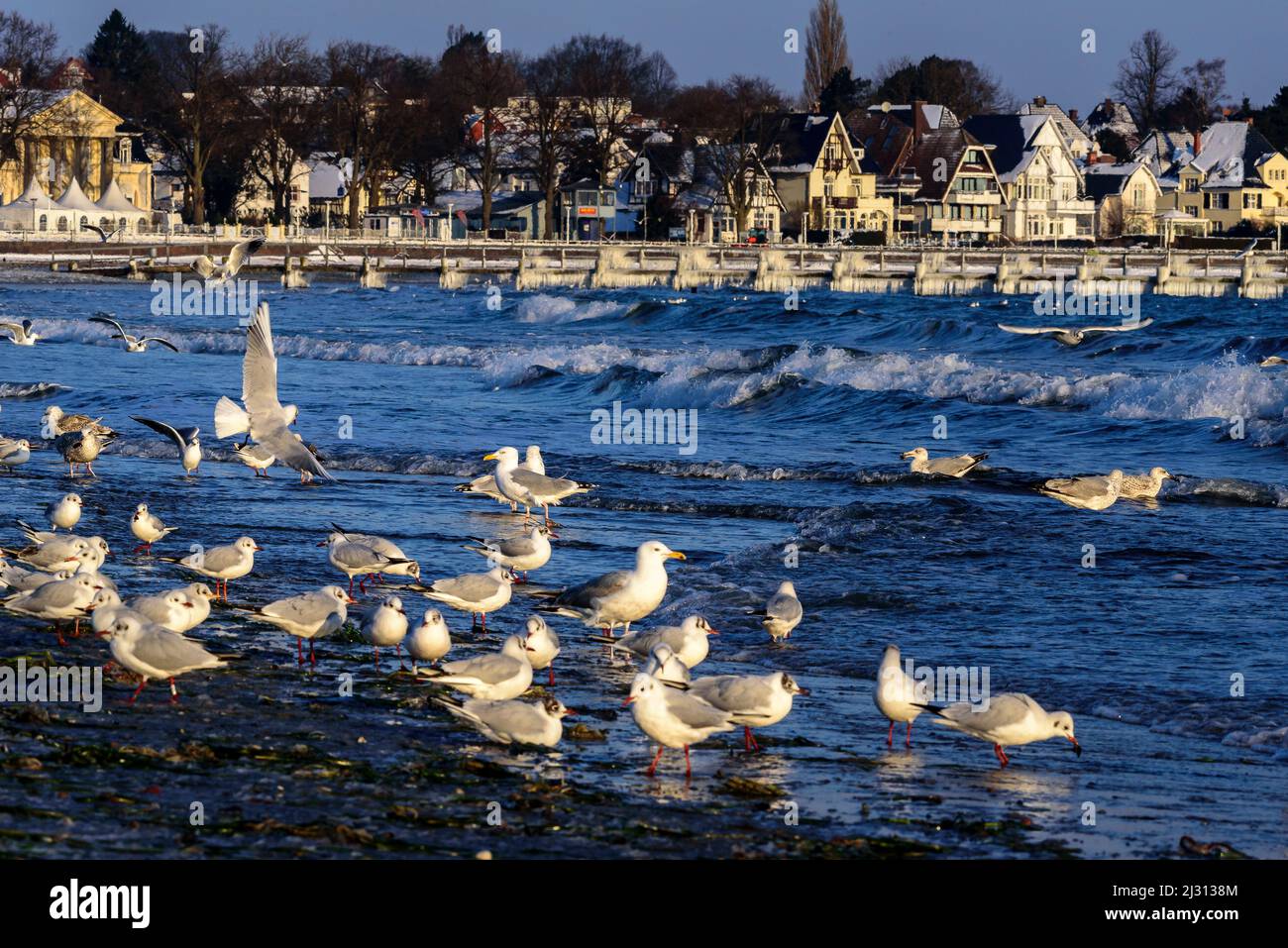 Seagulls on the beach with villas in the background, Travemünde, Bay of ...