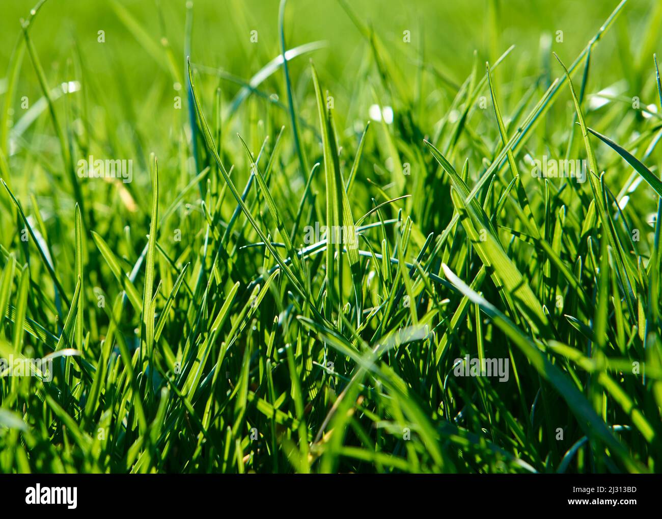 Backdrop of soft green plants hi-res stock photography and images - Alamy