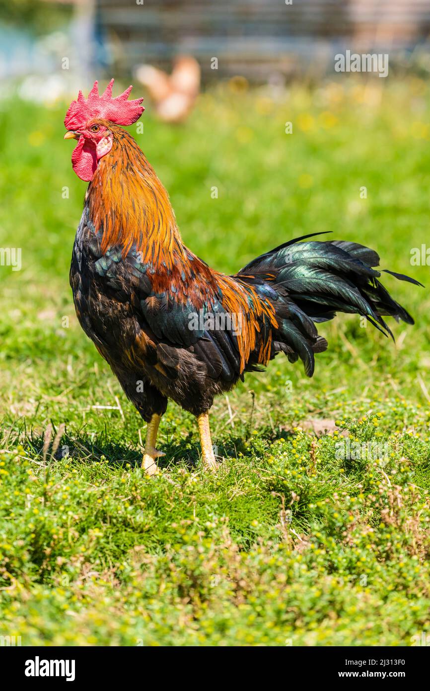 Hahn, farm, Aldein, Radein, South Tyrol, Alto Adige, Italy Stock Photo ...