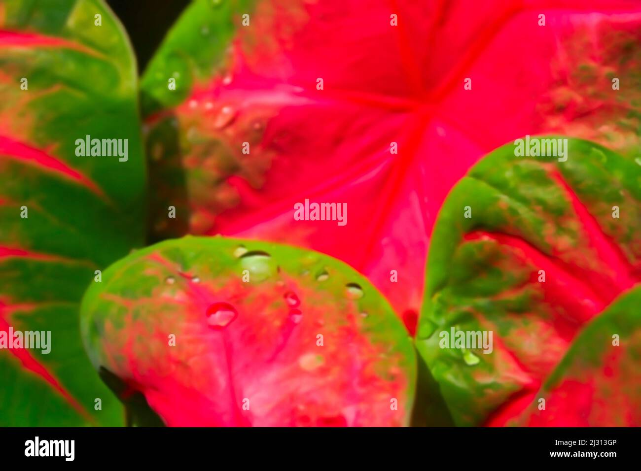 Blurred image of colorful leaves of Patabahar or patabahari plant ...