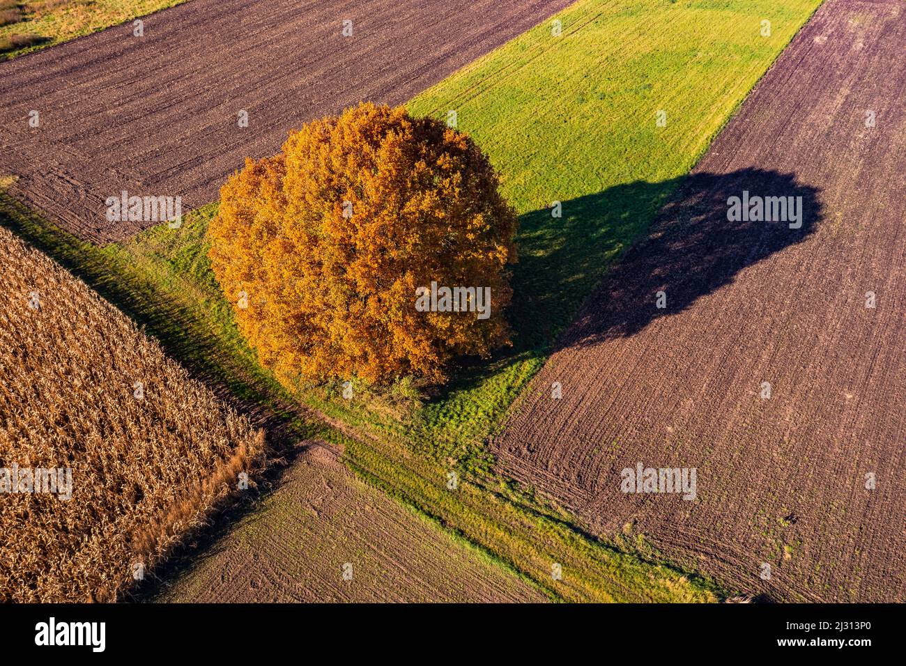 A prominent tree forms a flower strip between a corn field, a meadow ...