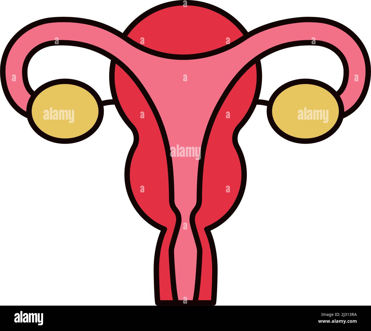Female Reproductive System Stock Vector Image And Art Alamy
