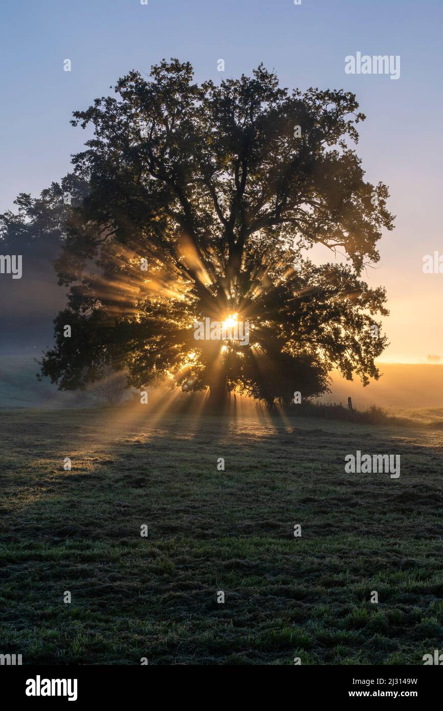 Glorious autumn morning light illuminates a large old oak tree ...