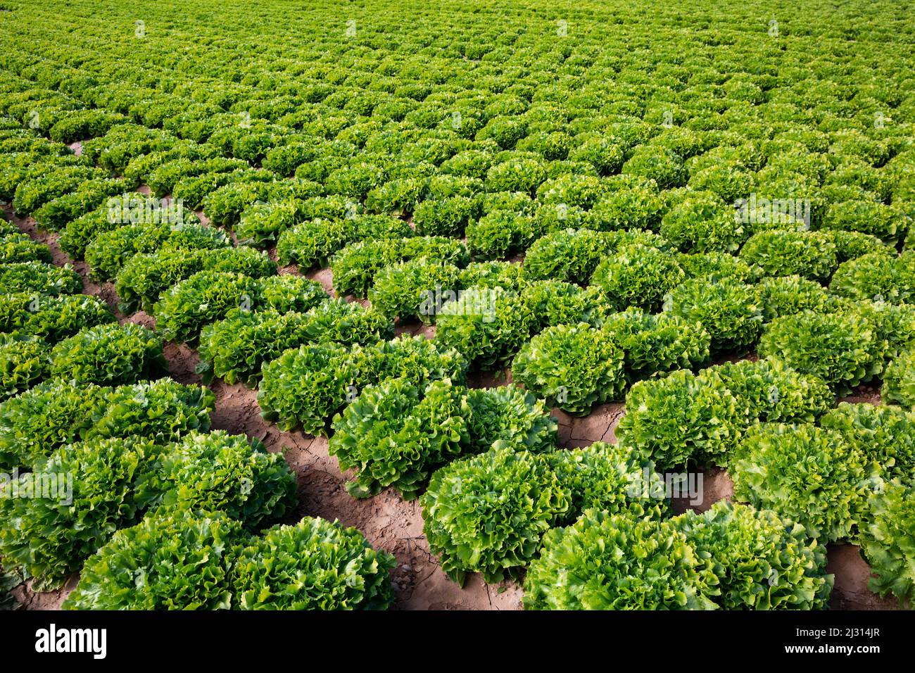 Broad leaved endive hi-res stock photography and images - Alamy