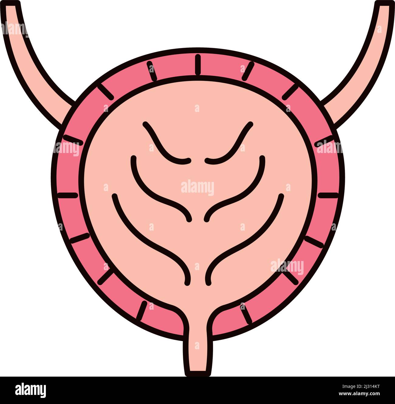 bladder organ icon Stock Vector Image & Art - Alamy