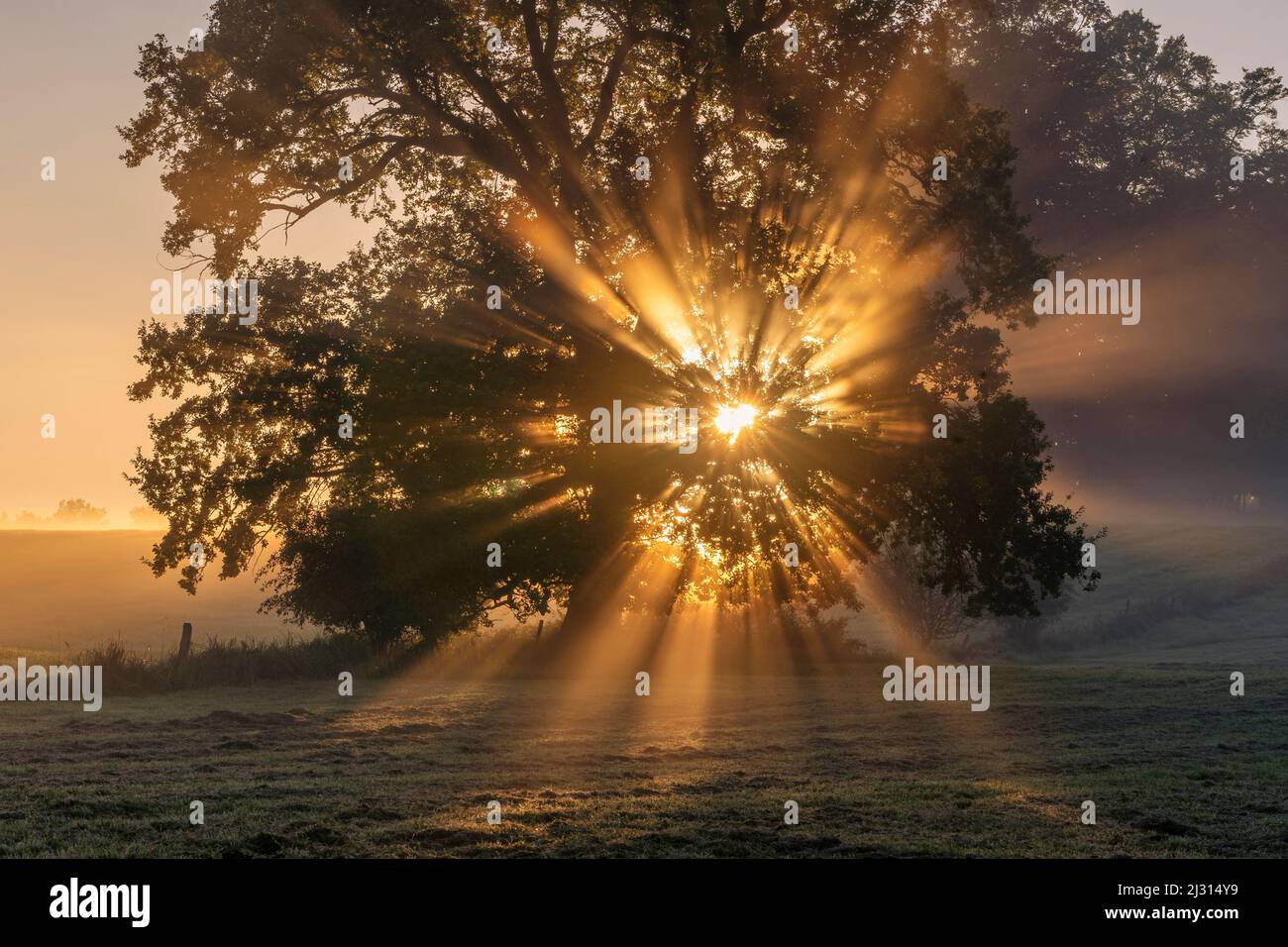 Glorious autumn morning light illuminates a large old oak tree ...