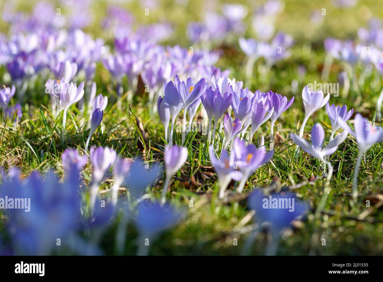 Herald of spring crocus hi-res stock photography and images - Alamy