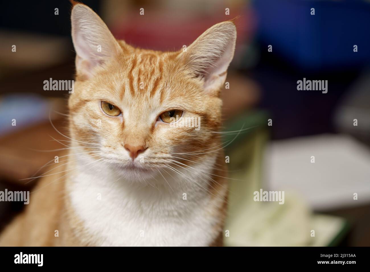 Photo of a 1 year old orange tabby cat Stock Photo - Alamy