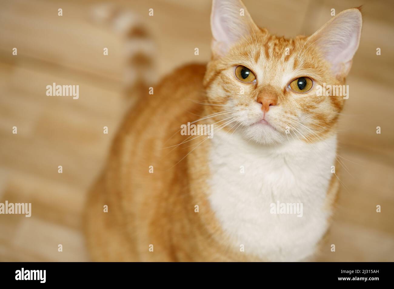 Photo of a 1 year old orange tabby cat Stock Photo - Alamy