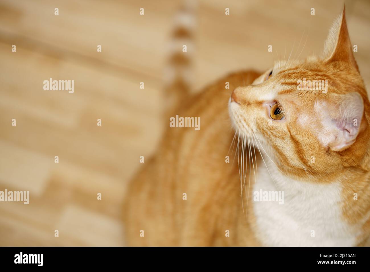 Photo of a 1 year old orange tabby cat Stock Photo - Alamy