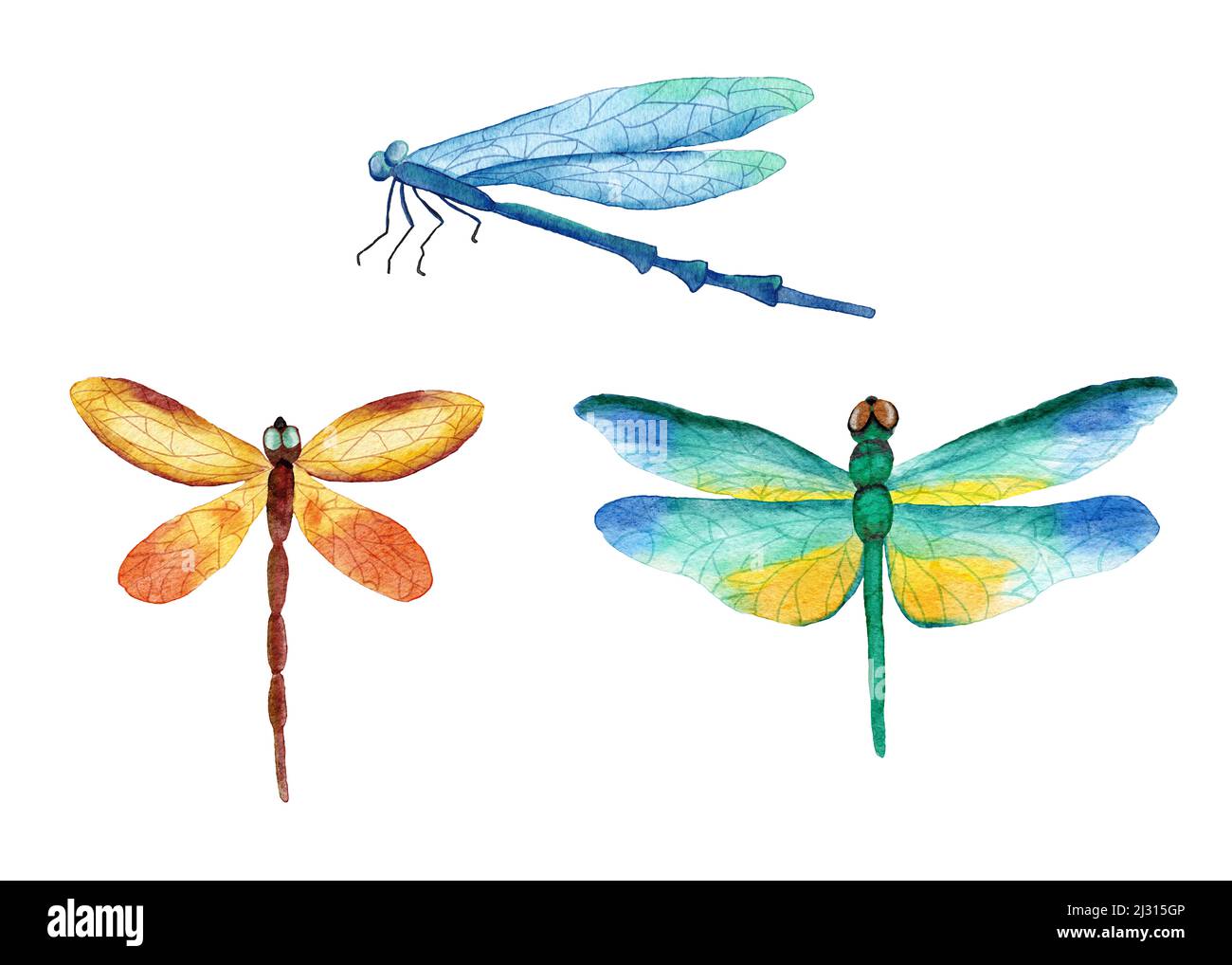 Watercolor hand drawn illustration of three bright dragonfly insects ...