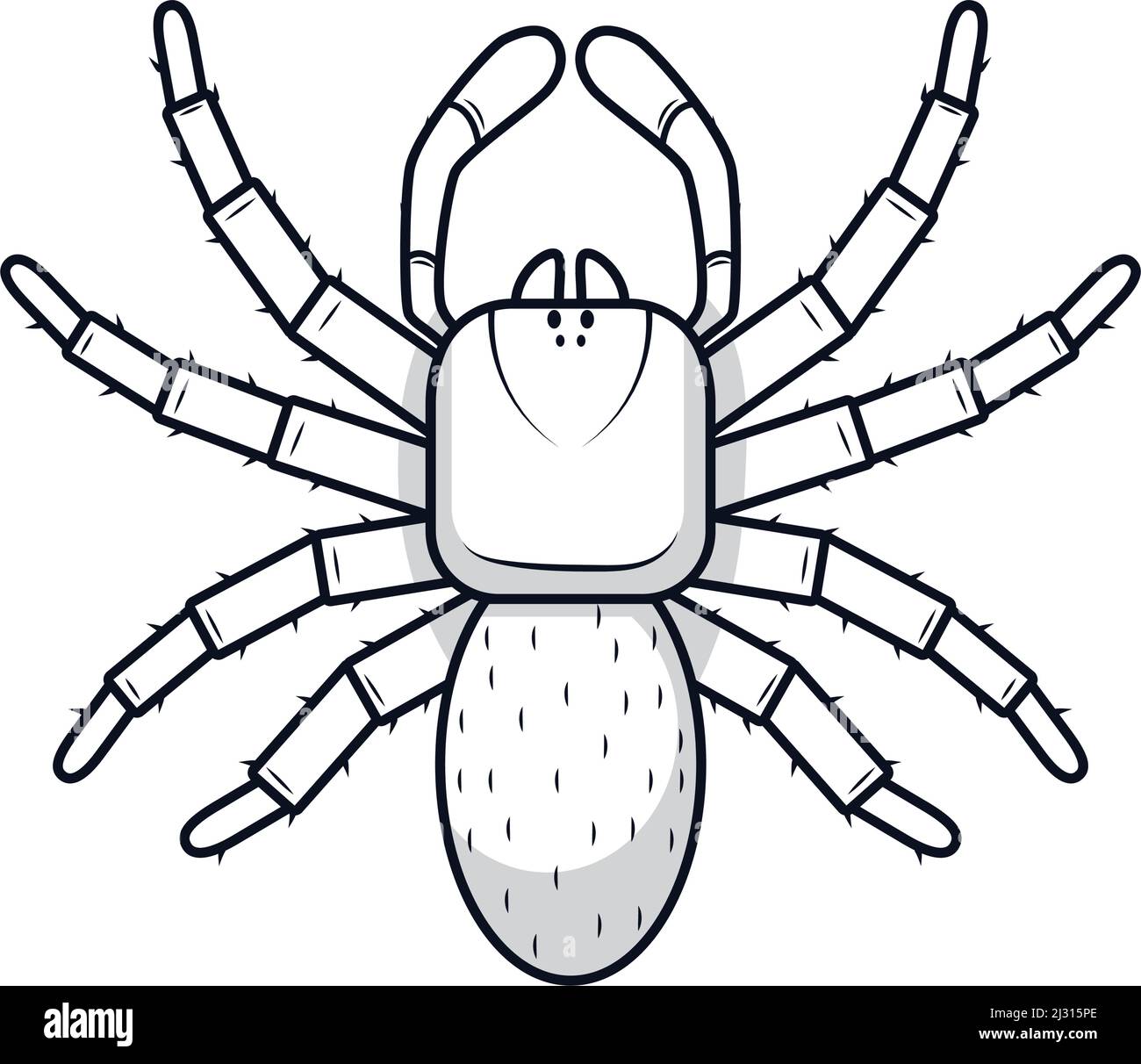 drawing spider design Stock Vector Image & Art - Alamy