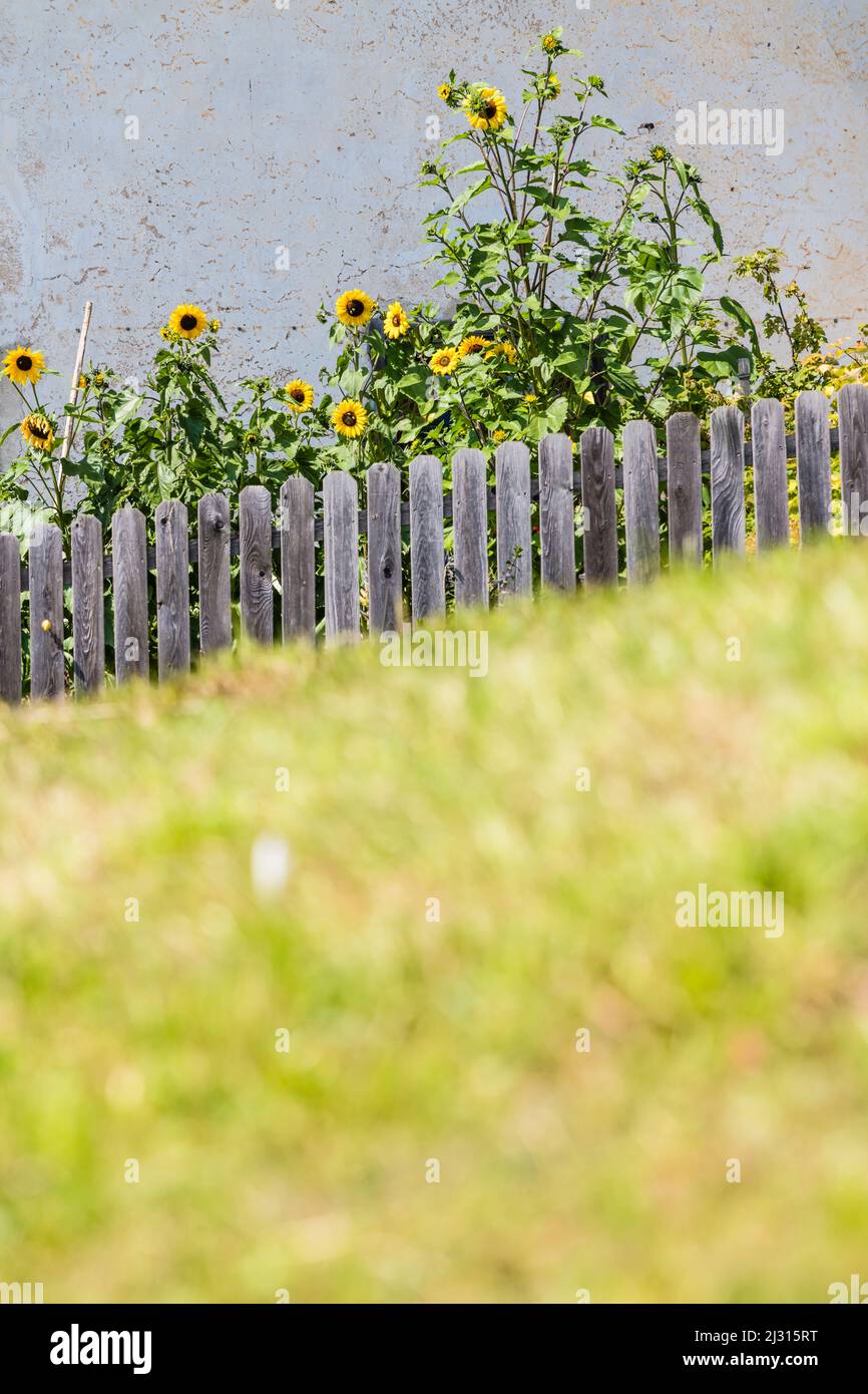 Sunflowers in front yard in hi-res stock photography and images - Alamy